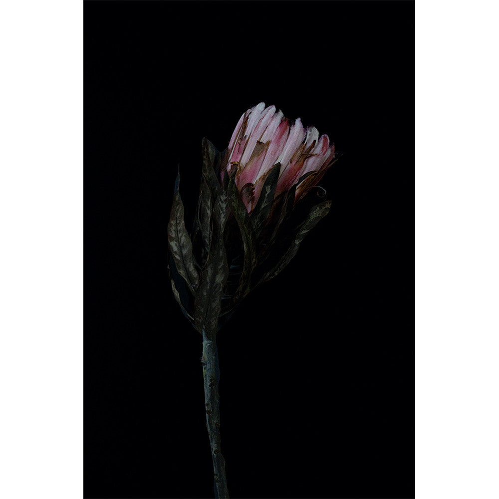 Protea - Pink – Stacey Weaver Studio